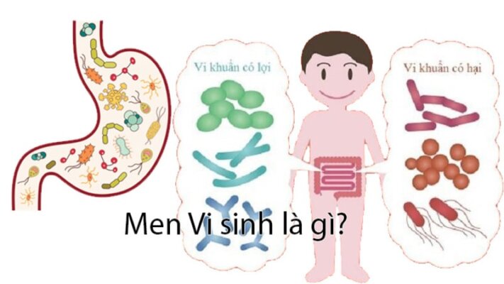 Tìm hiểu men vi sinh là gì? Các loại men vi sinh tốt nhất